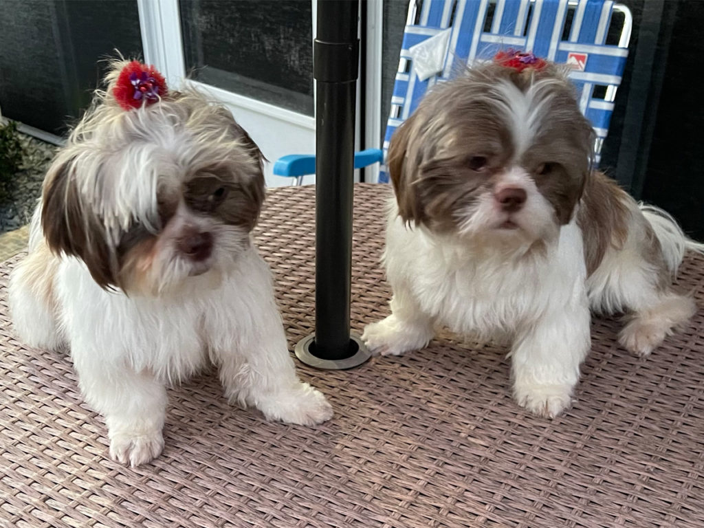 ava and zoey featured - Shih Tzus & FurbabiesShih Tzus & Furbabies